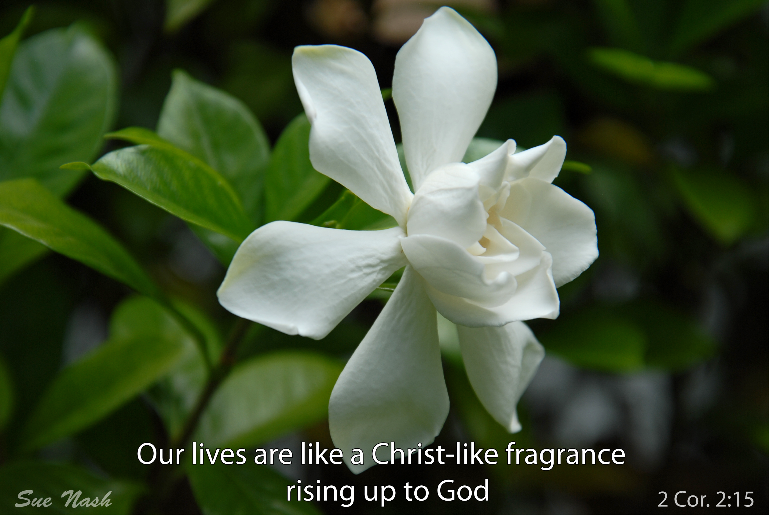 I am…sweet smelling – Fearless Living